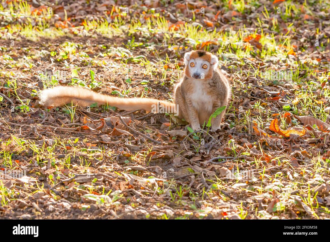 Genus eulemur hi-res stock photography and images - Alamy
