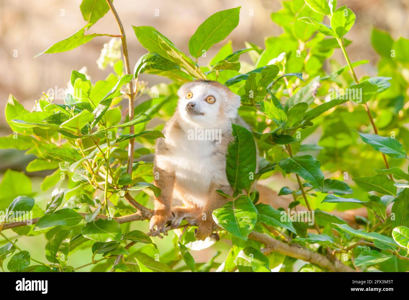Crowned lemur (Eulemur coronatus) In a Tree Stock Photo - Alamy