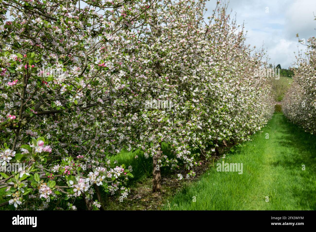 Two rows of apple trees in blossom in a modern cider orchard Stock ...