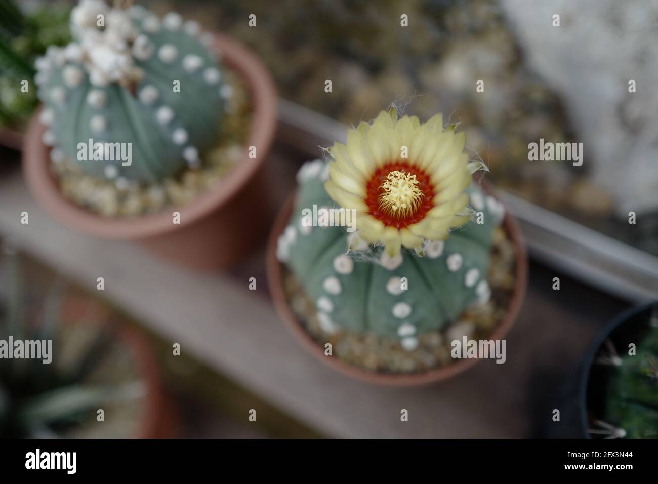 Cactus cute hi-res stock photography and images - Alamy