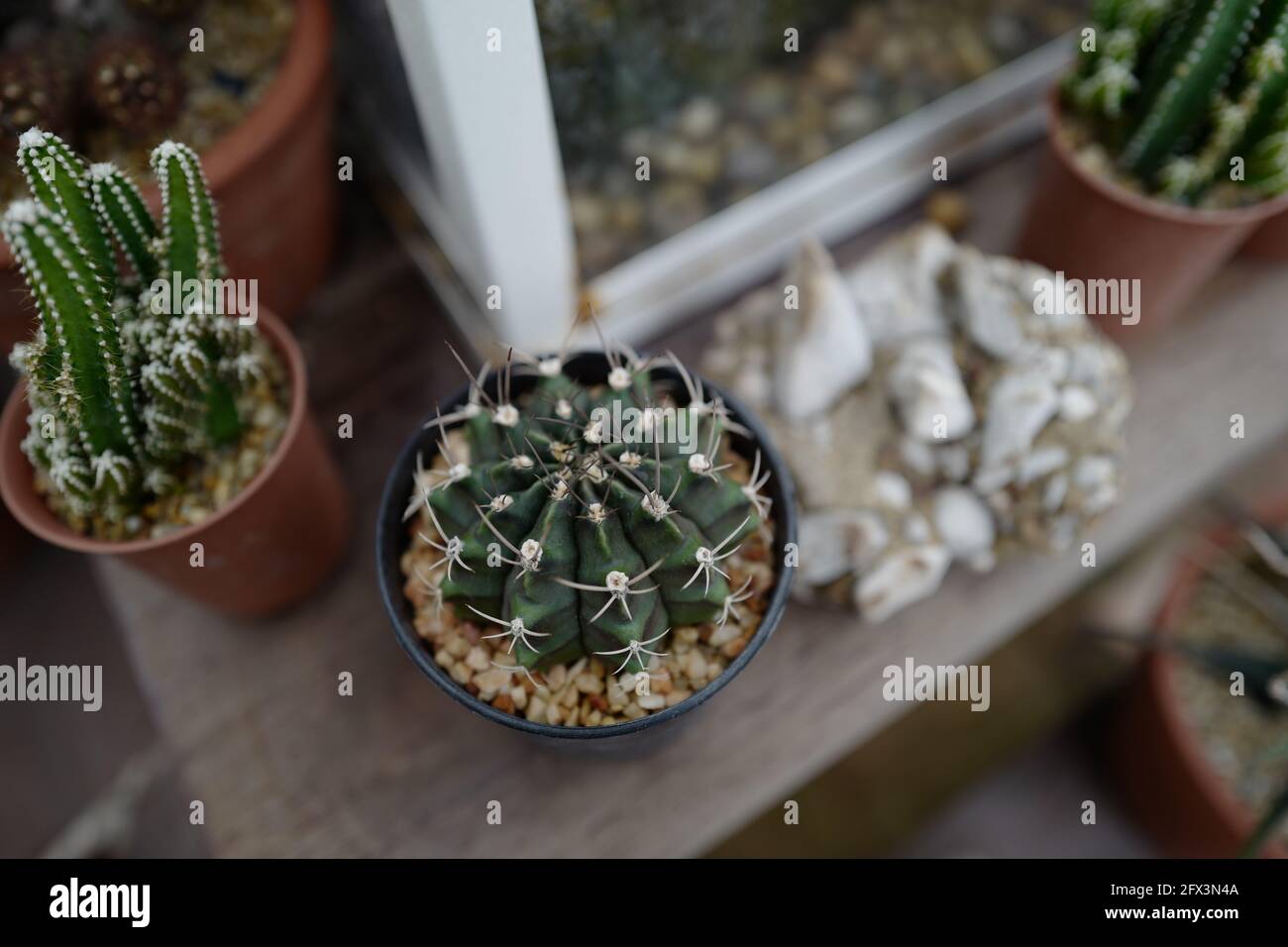 Cactus cute hi-res stock photography and images - Alamy
