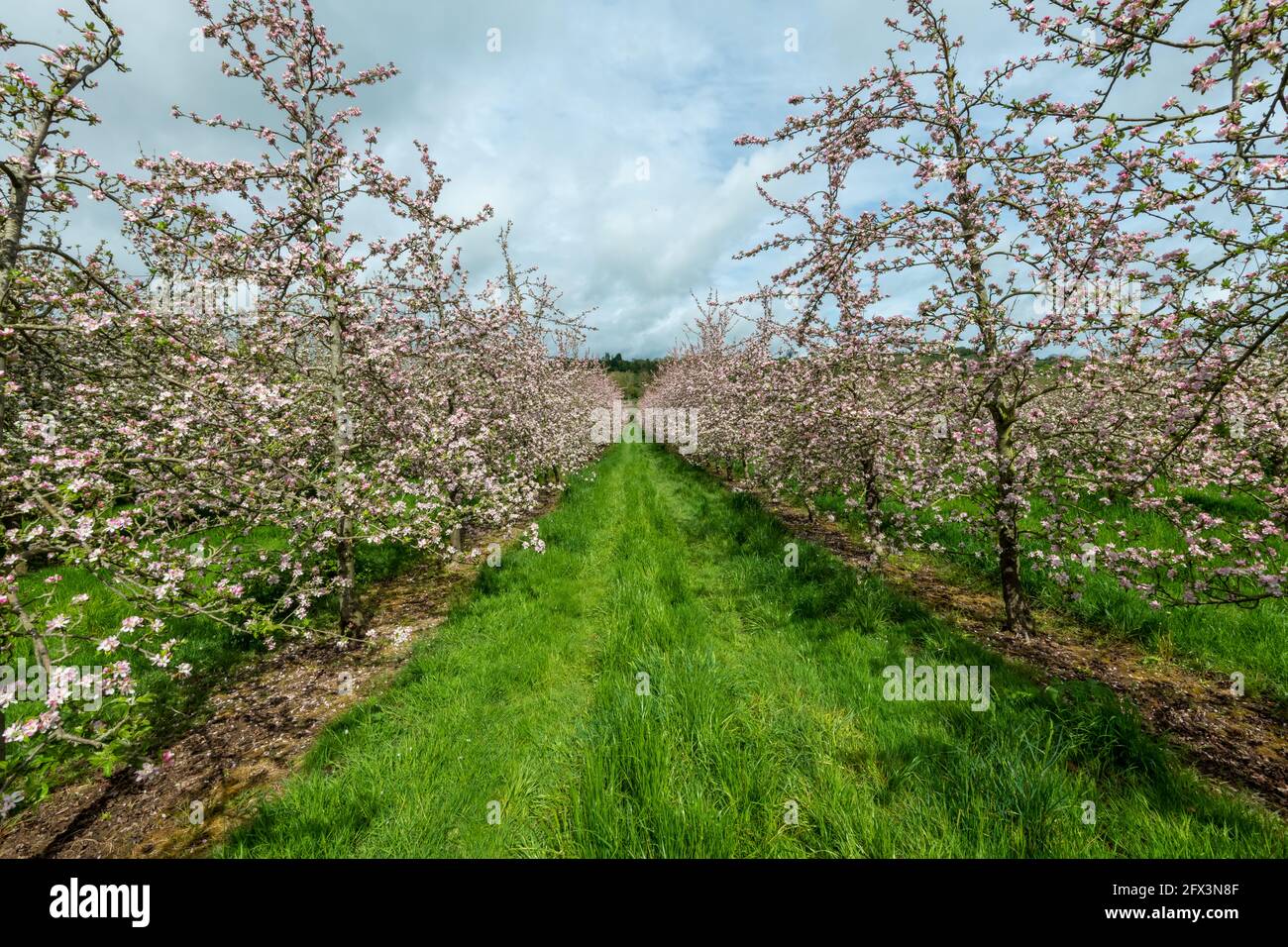 Two rows of apple trees in blossom in a modern cider orchard Stock ...