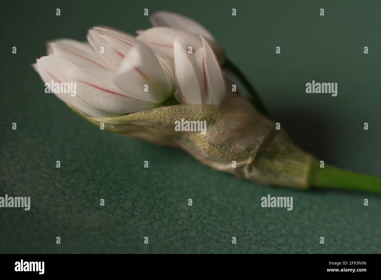 Rising flower hi-res stock photography and images - Alamy