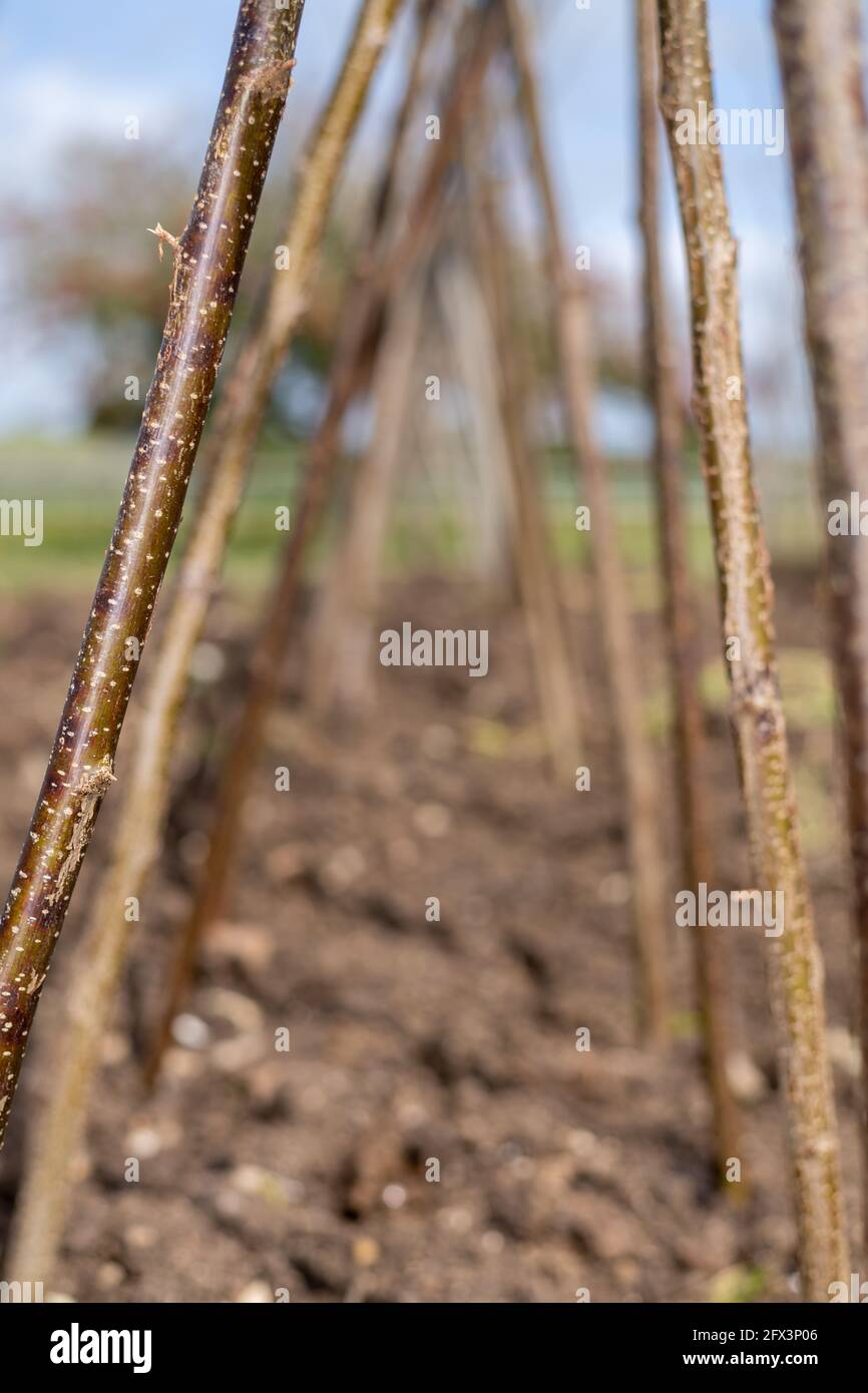Home made supporting frame ready to support runner beans Stock Photo ...
