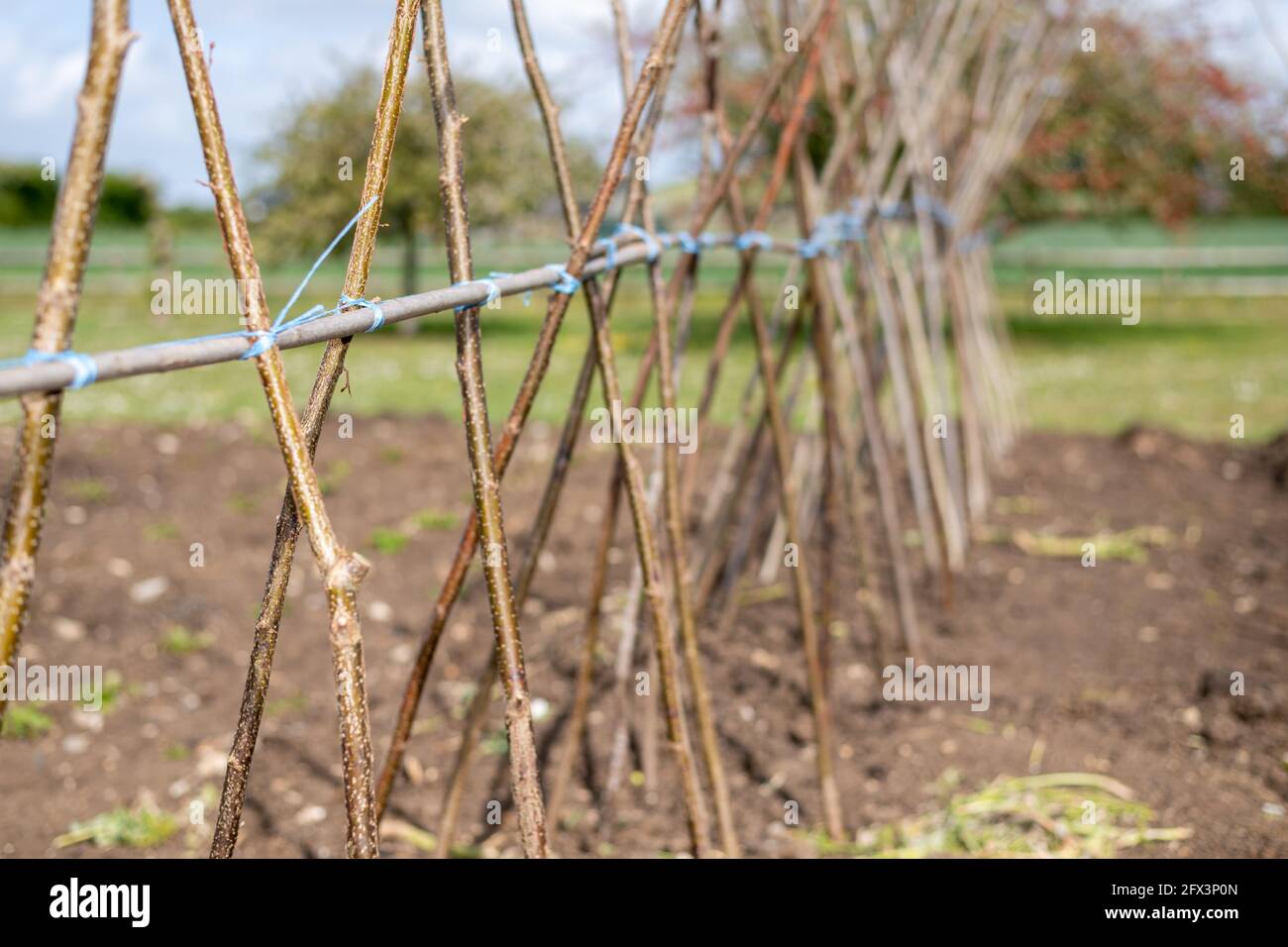 Home made supporting frame ready to support runner beans Stock Photo ...