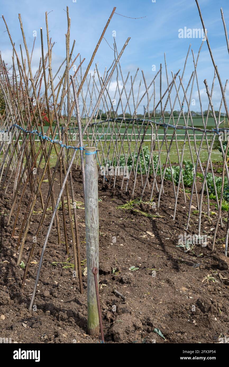 Home made supporting frame ready to support runner beans Stock Photo ...