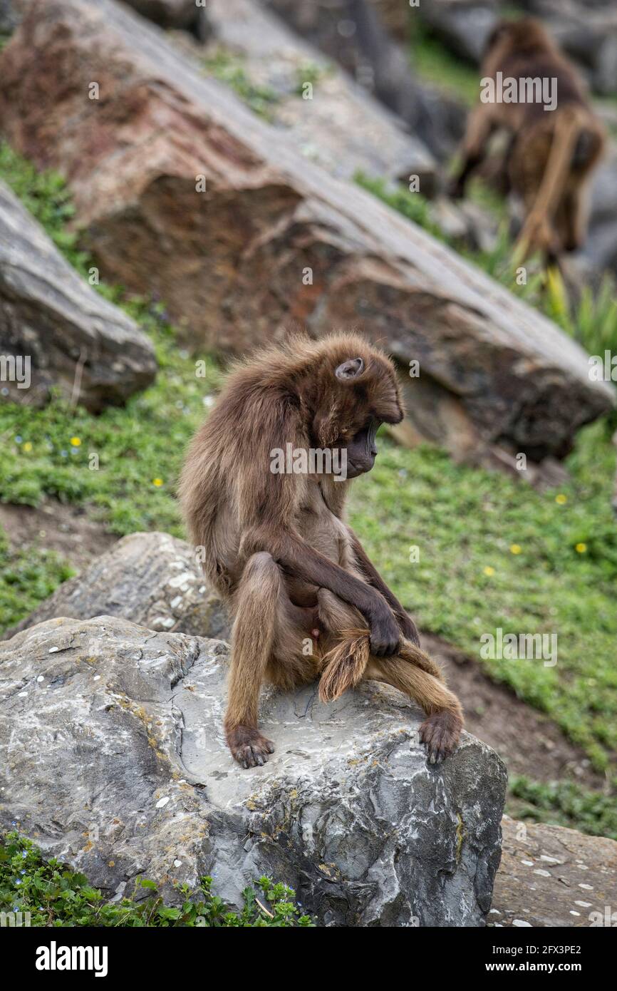 Animals, zoo, captivity Stock Photo - Alamy