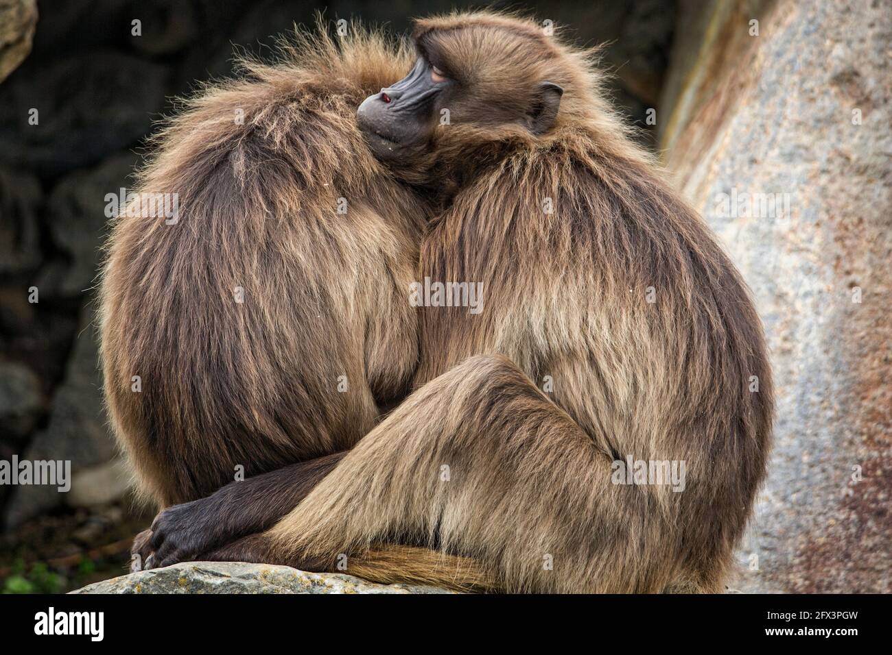 Animals, zoo, captivity Stock Photo - Alamy