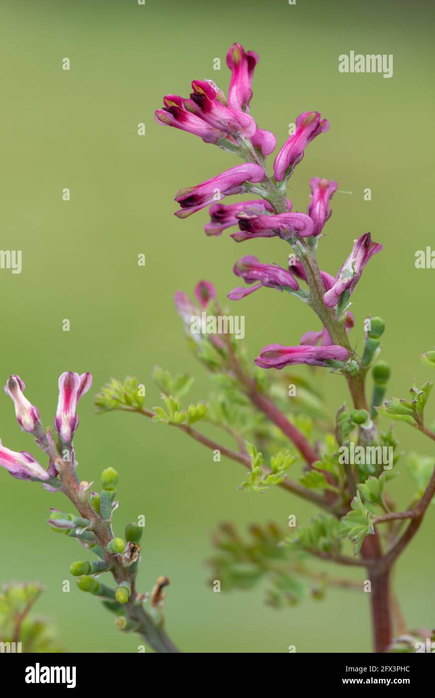 Macro shot of flowers on a common fumitory (fumaria officinalis) plant ...