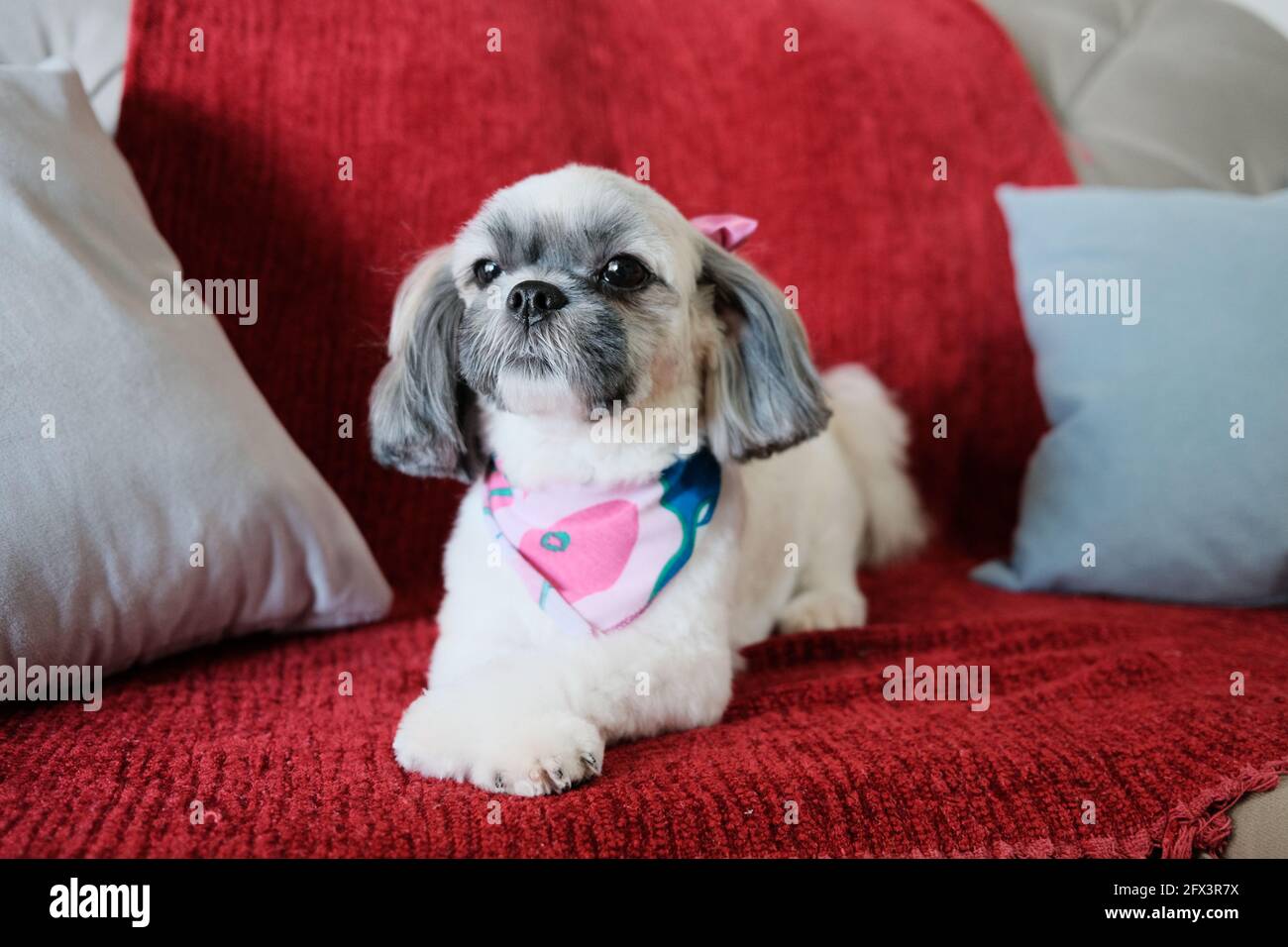 Shiz tsu hi-res stock photography and images - Alamy