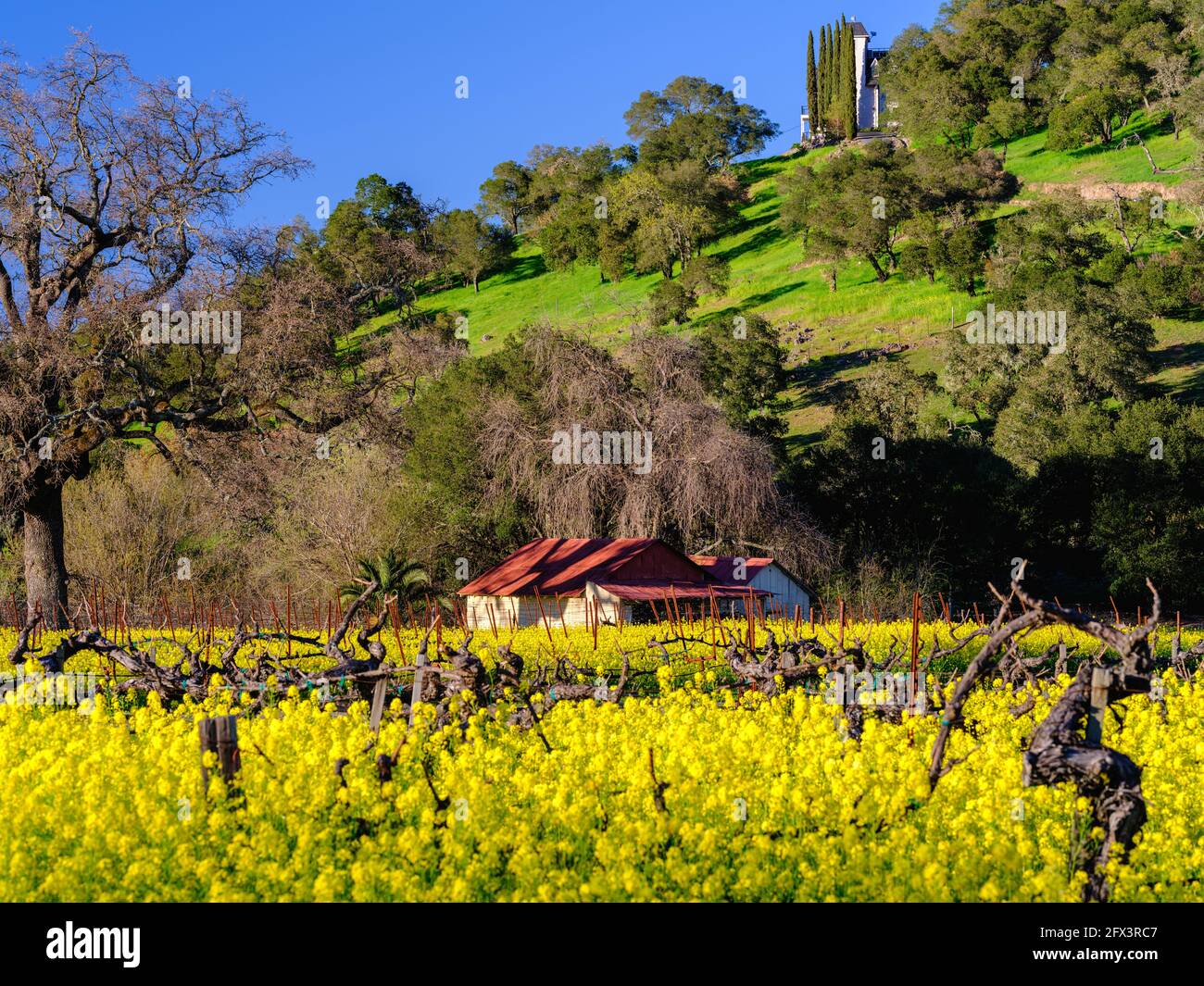 A farm barn nestled in a haze of yellow mustard flowers Stock Photo - Alamy