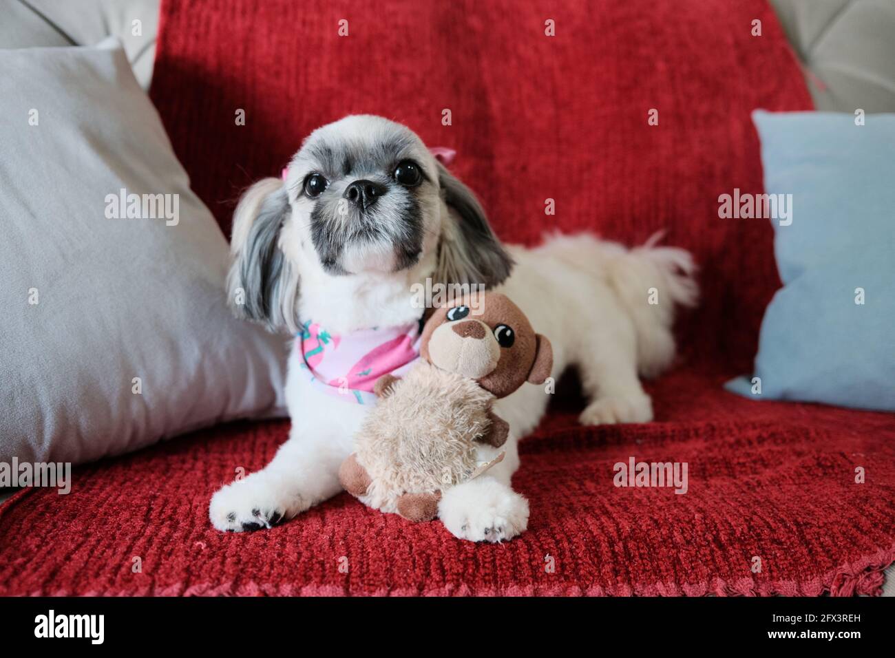 Shiz tsu hi-res stock photography and images - Alamy