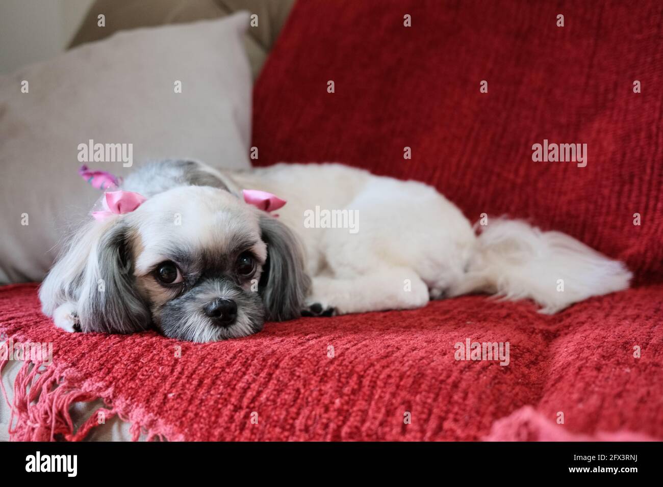 Shiz tsu hi-res stock photography and images - Alamy