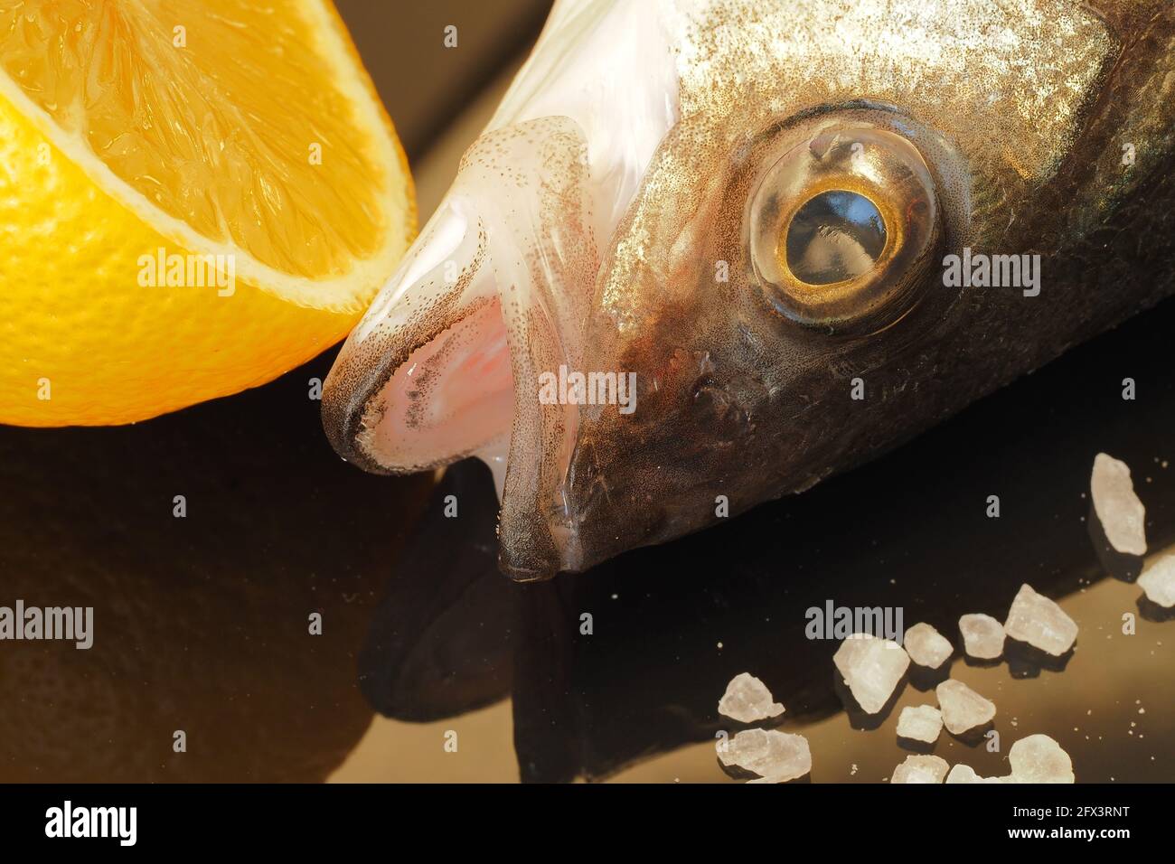 A fish eye hi-res stock photography and images - Alamy