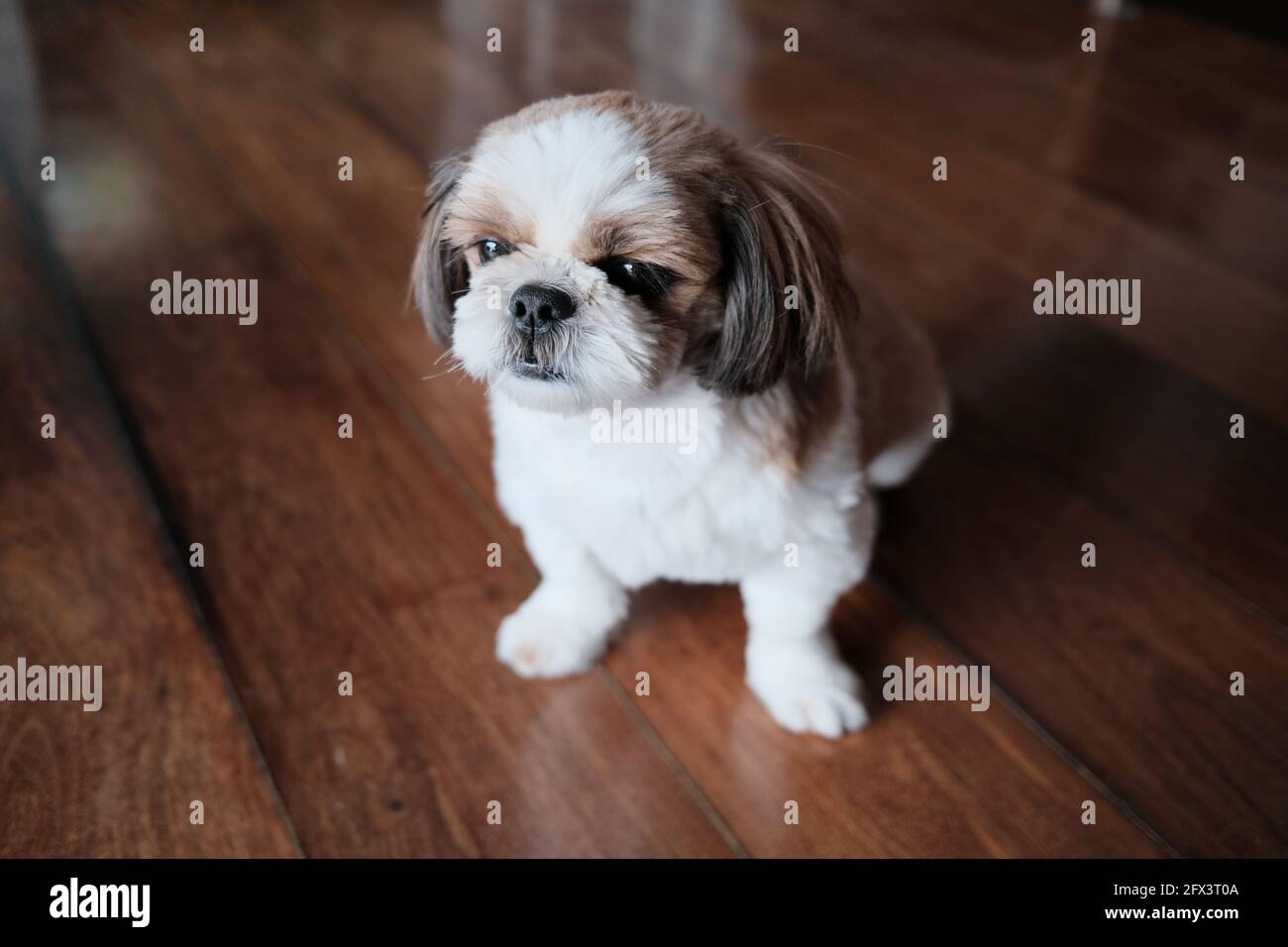 Cute and Playful Shiz Tsu (Dog Stock Photo - Alamy