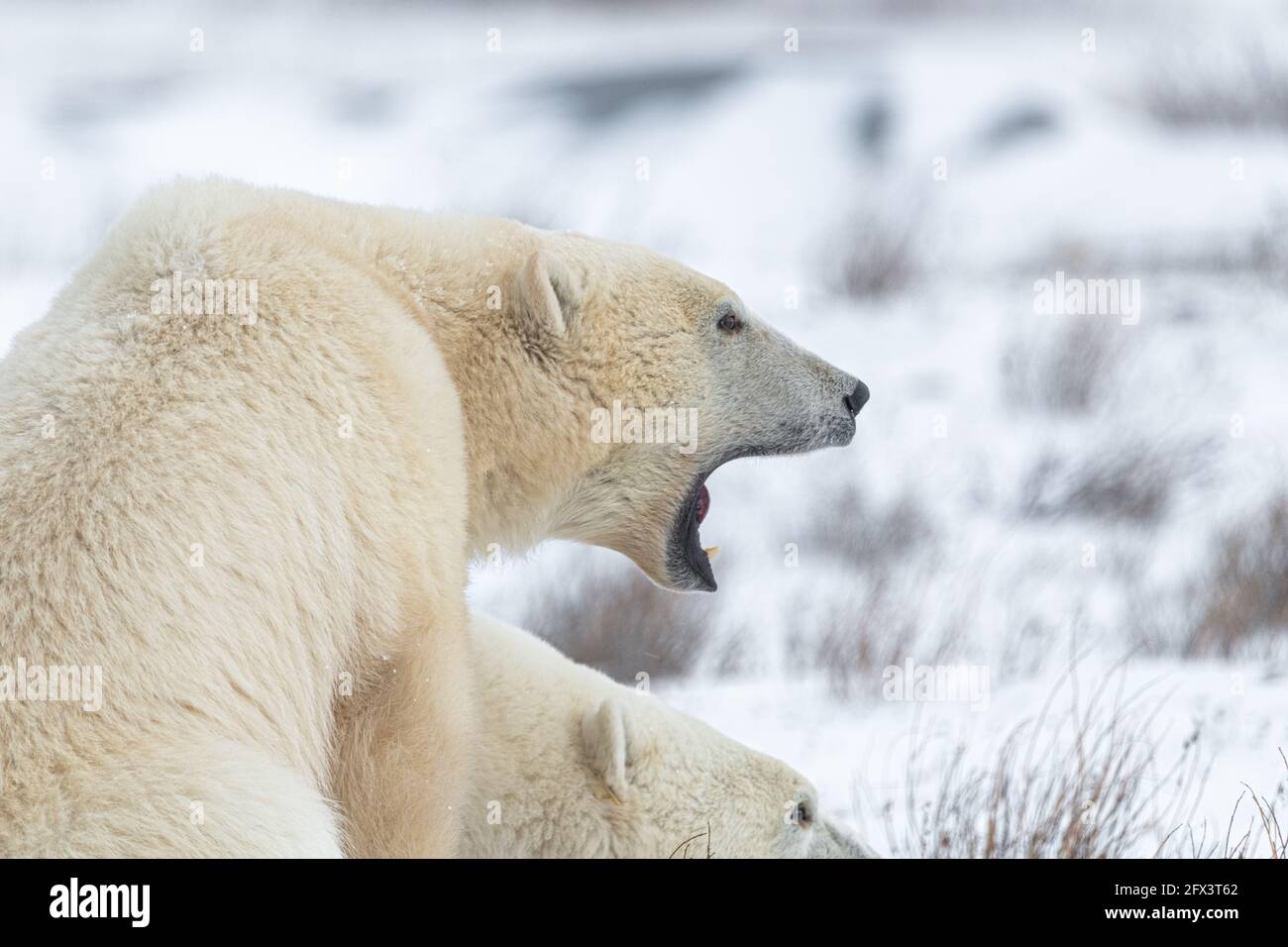 Two polar bears with one yawning looking like it's yelling at ground ...