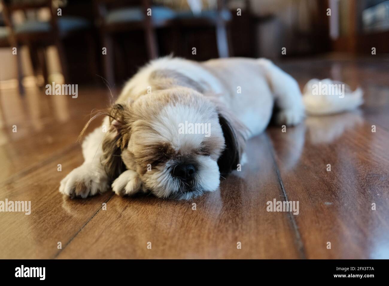 Cute and Playful Shiz Tsu (Dog Stock Photo - Alamy