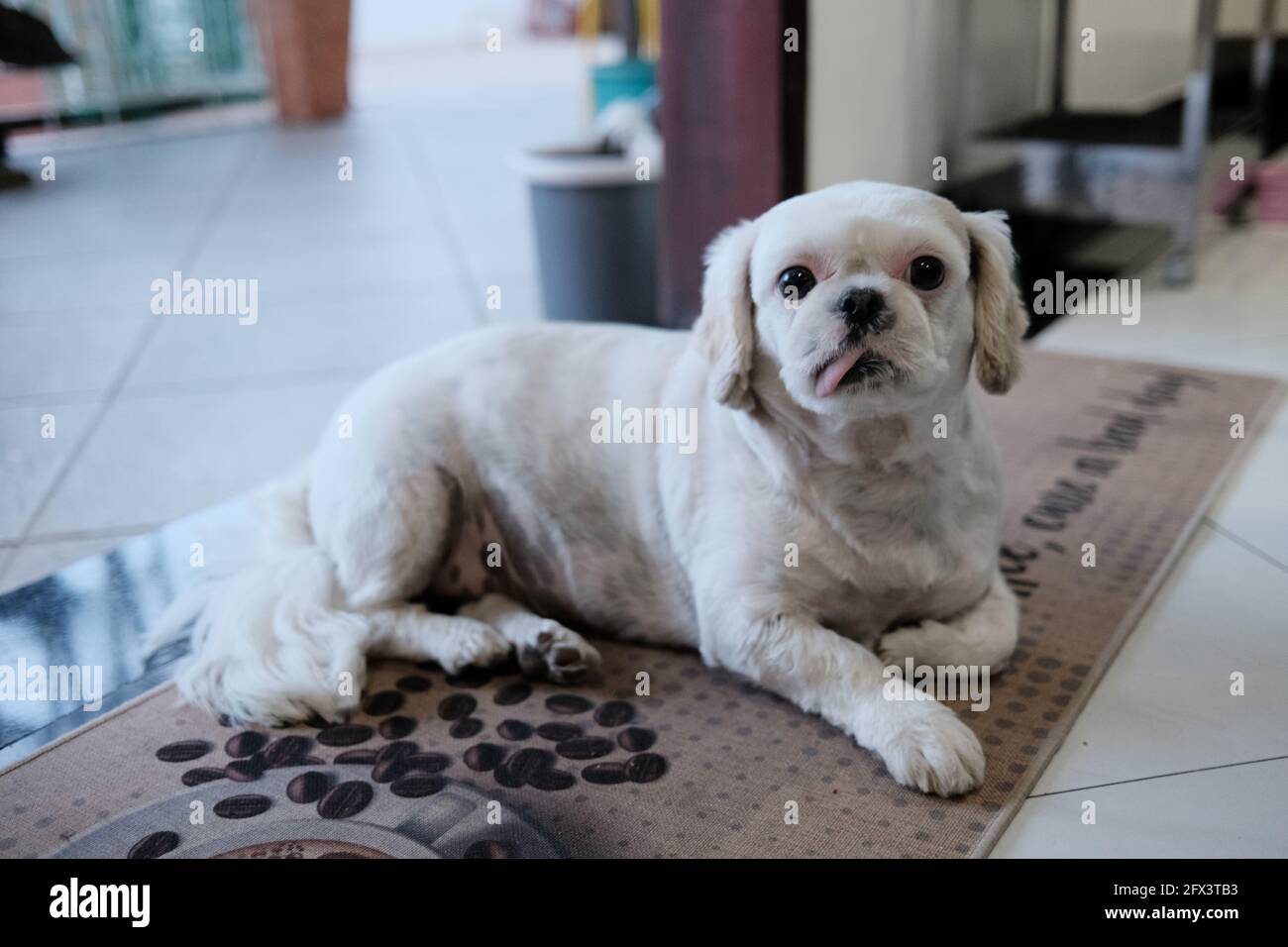 Cute and Playful Shiz Tsu (Dog Stock Photo - Alamy