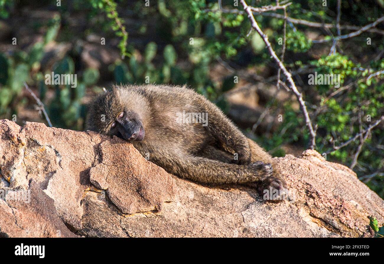 Baboon sleeping hi-res stock photography and images - Alamy