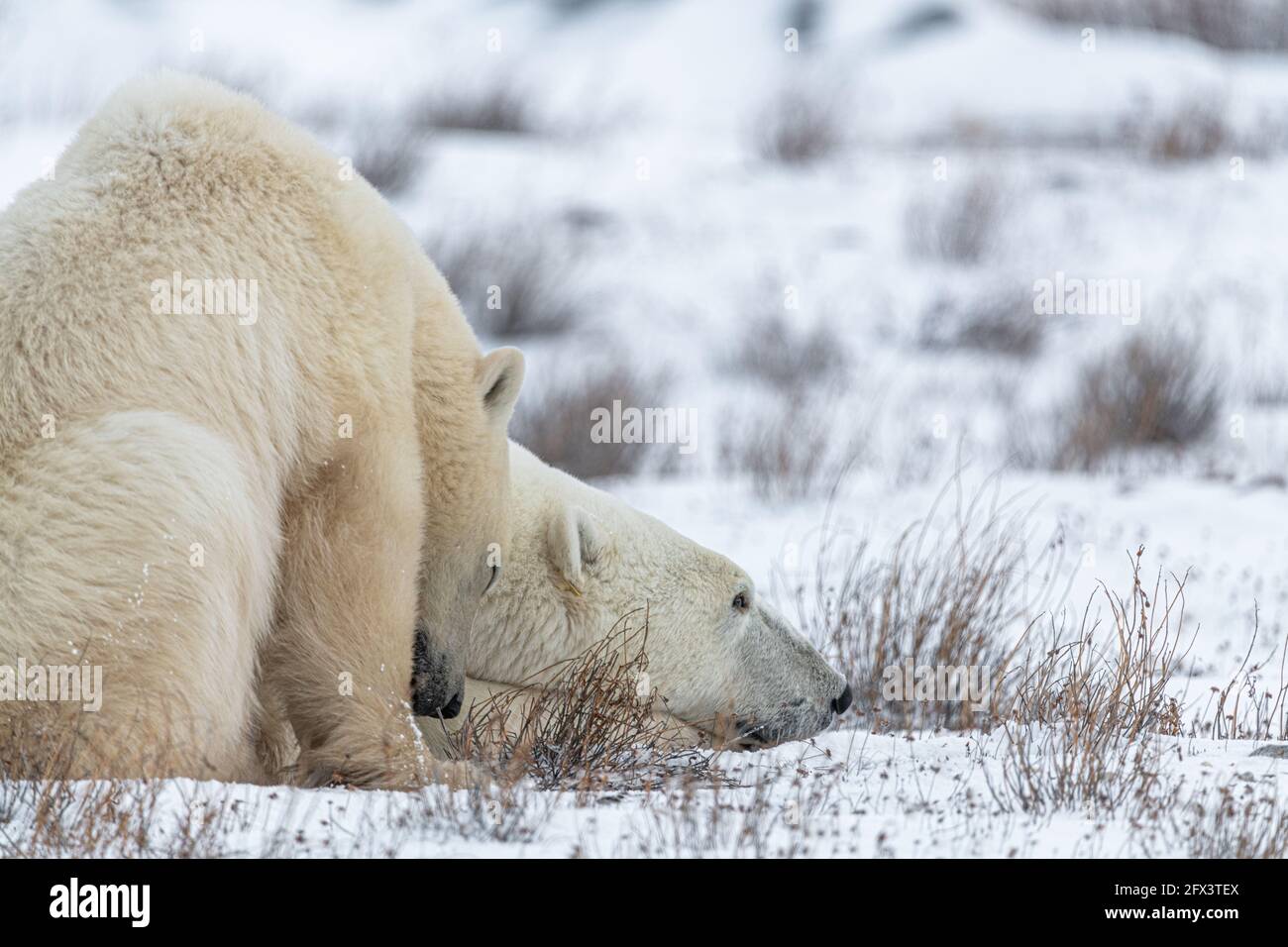 Two polar bears with one laying its head down on the snowy ground ...
