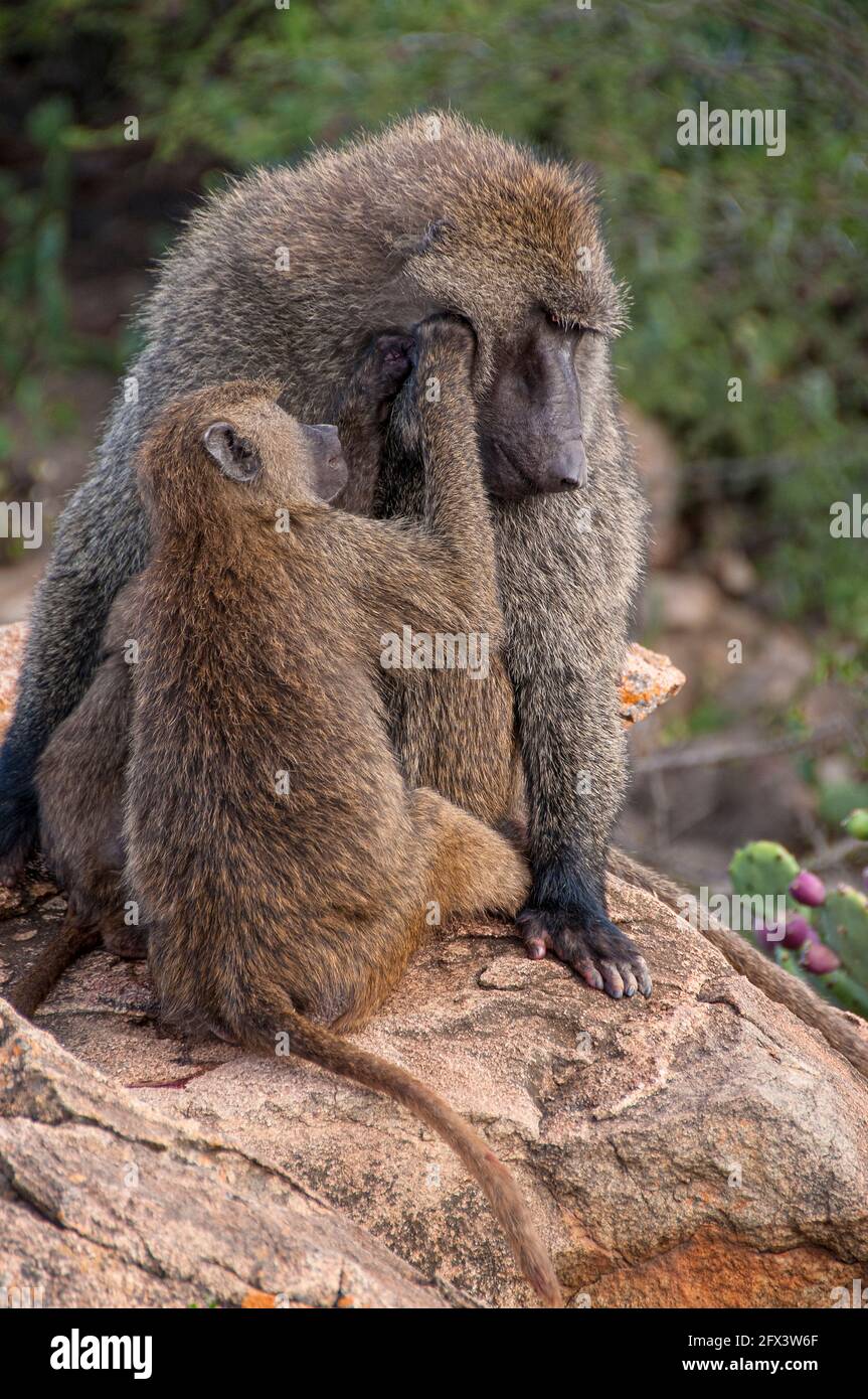 Adult baboon hi-res stock photography and images - Alamy