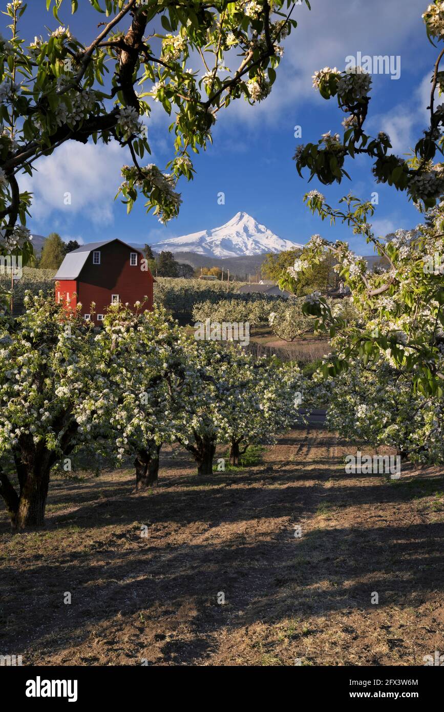 Beautiful spring morning among the blooming pear orchards in the Hood ...
