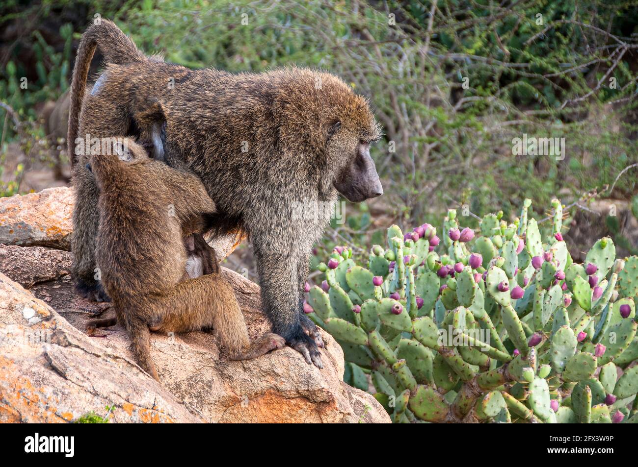 Adult baboon hi-res stock photography and images - Alamy