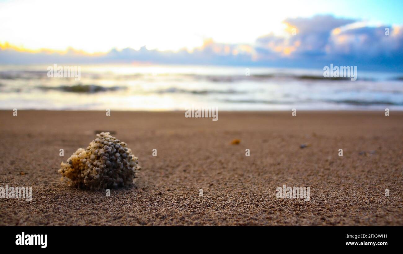 sea sponge on the sand. beach with sea on the bottom, sunset Stock ...