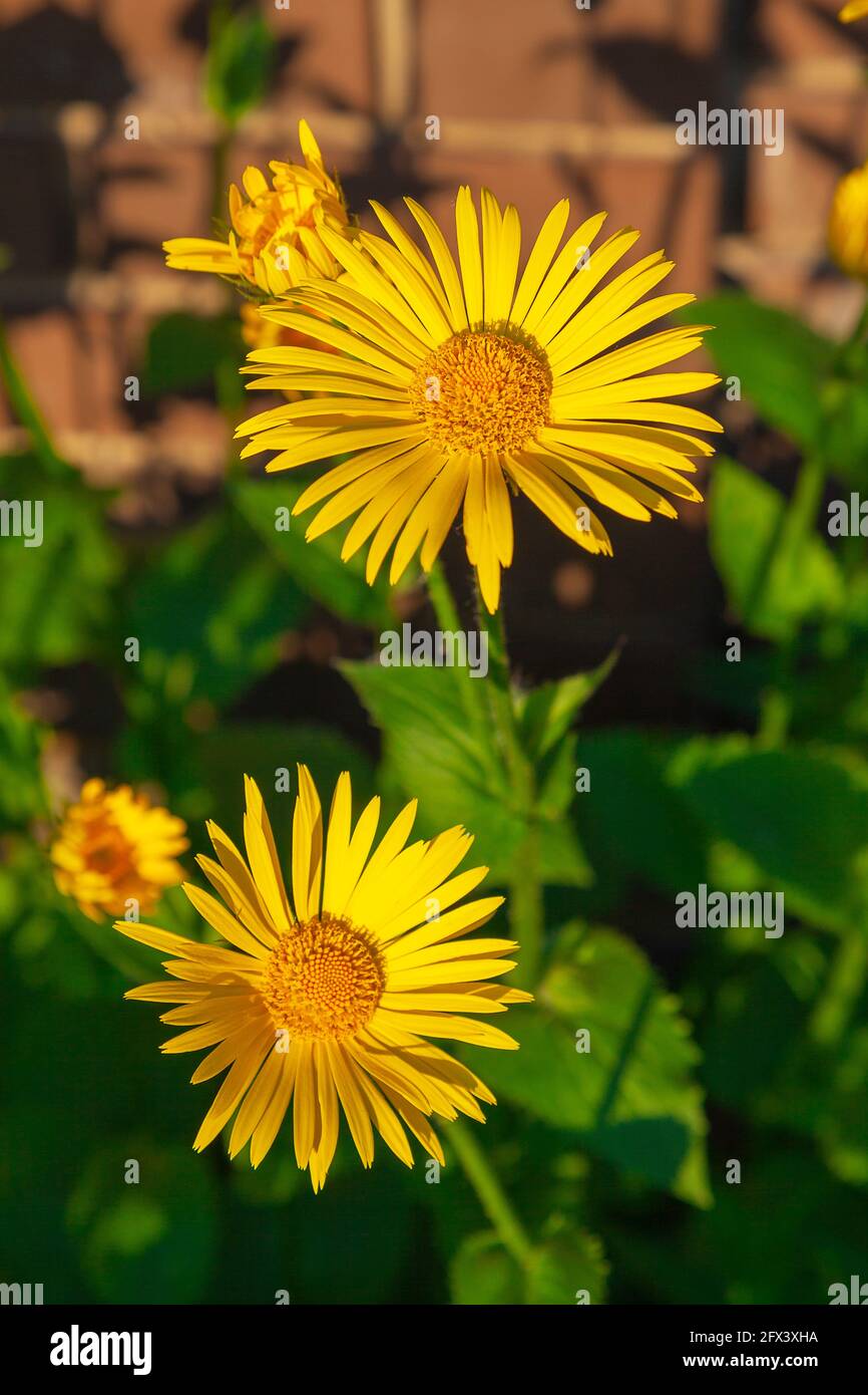 Big yellow daisies hi-res stock photography and images - Alamy