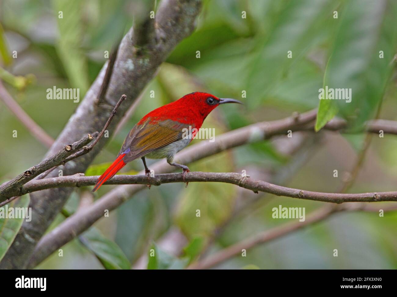 Temminck's Sunbird (Aethopyga temminckii) adult male perched on twig ...