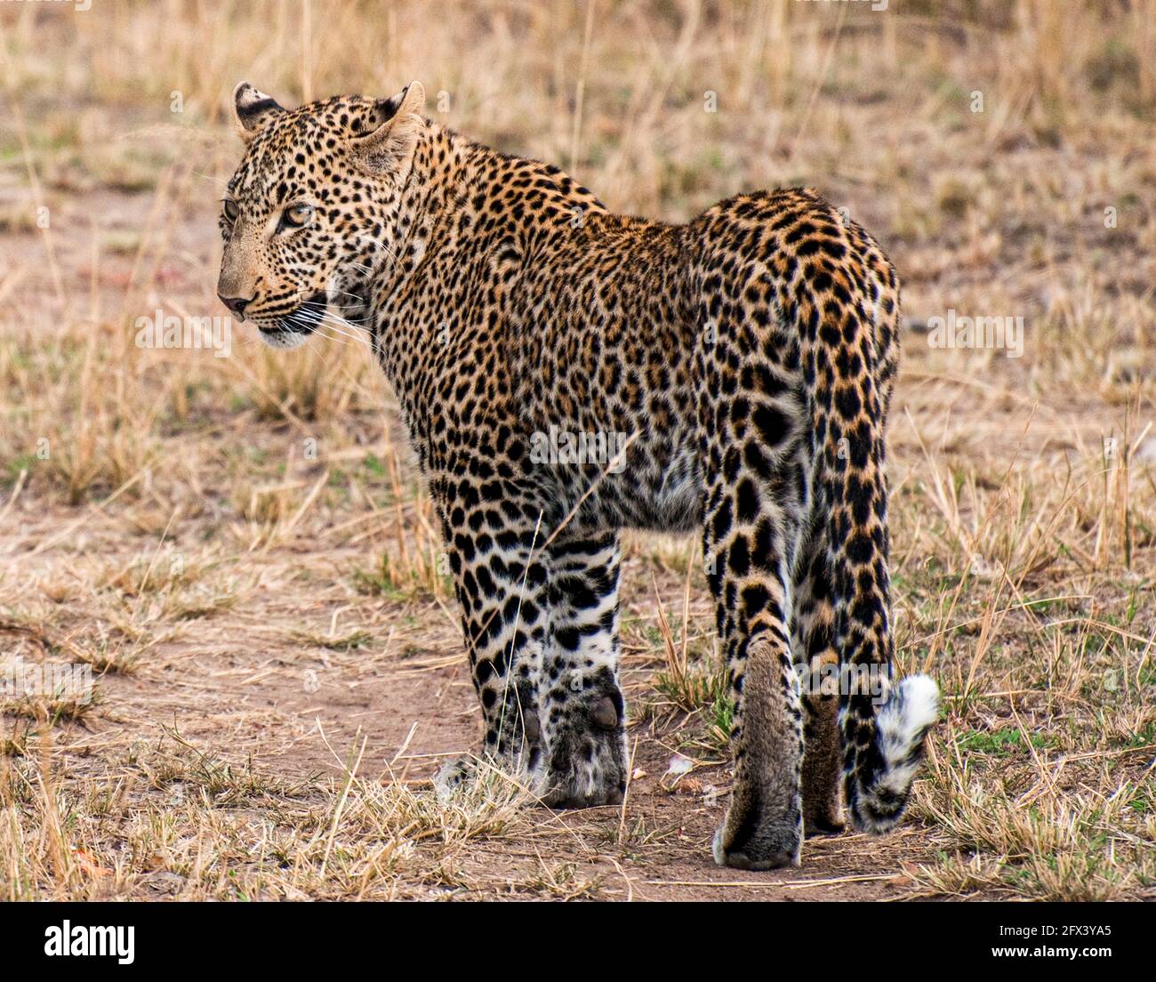 Leopard Walking