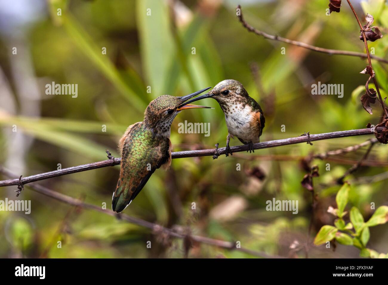 Anna's hummingbird pair hi-res stock photography and images - Alamy
