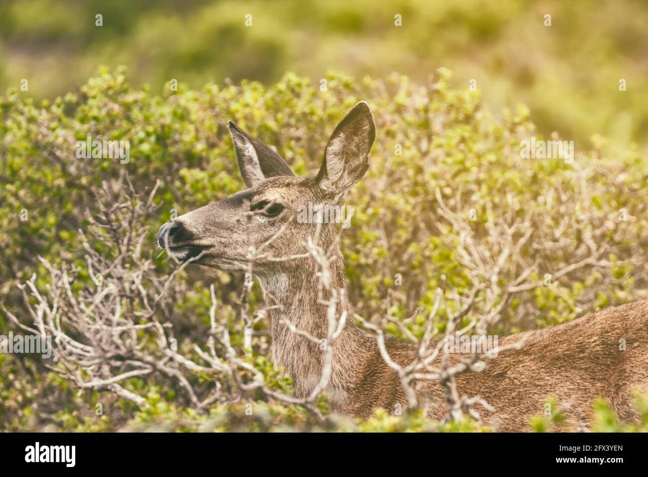 A female mule deer camouflage behind tree branches at Point Reyes ...