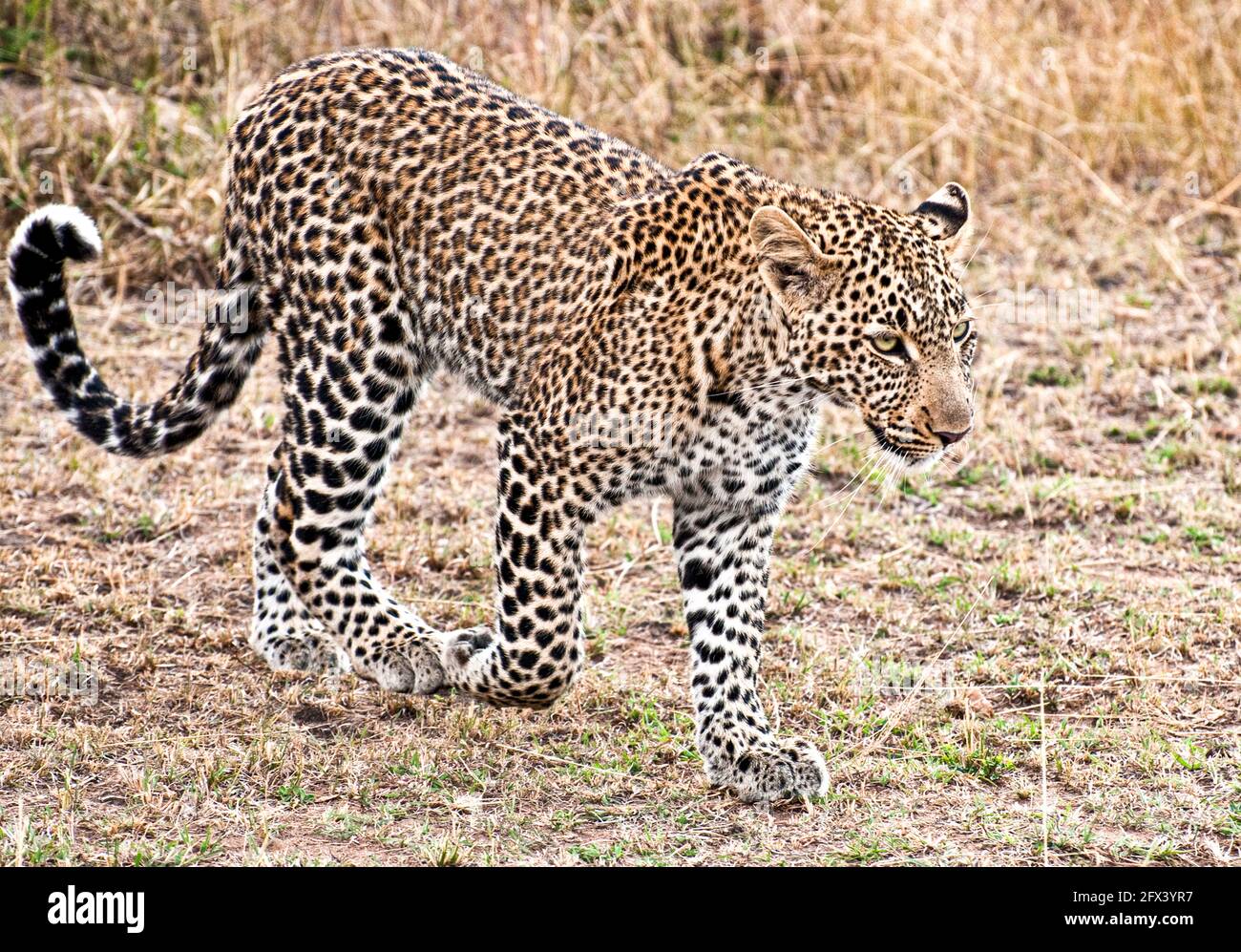 leopard walking forward Stock Photo - Alamy
