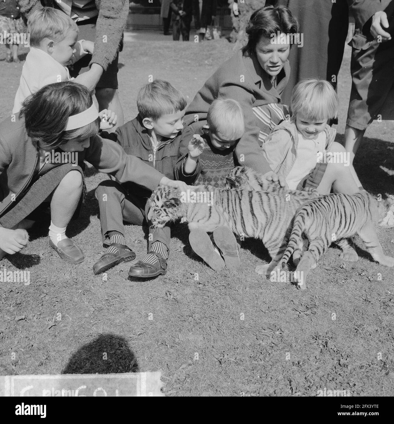 Three little tigers in Artis for the first time outside, the three ...