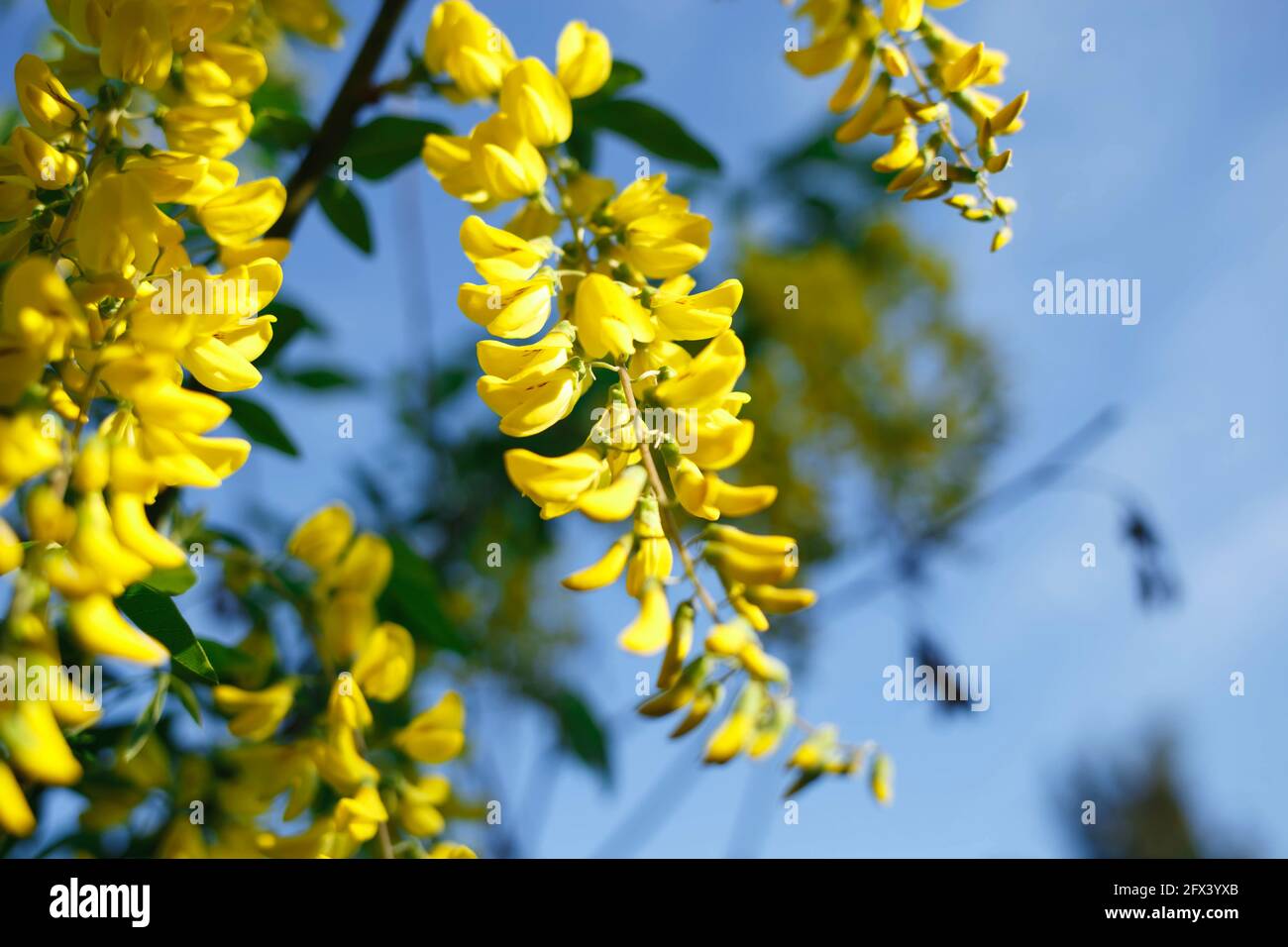 Yellow wisteria hi-res stock photography and images - Alamy