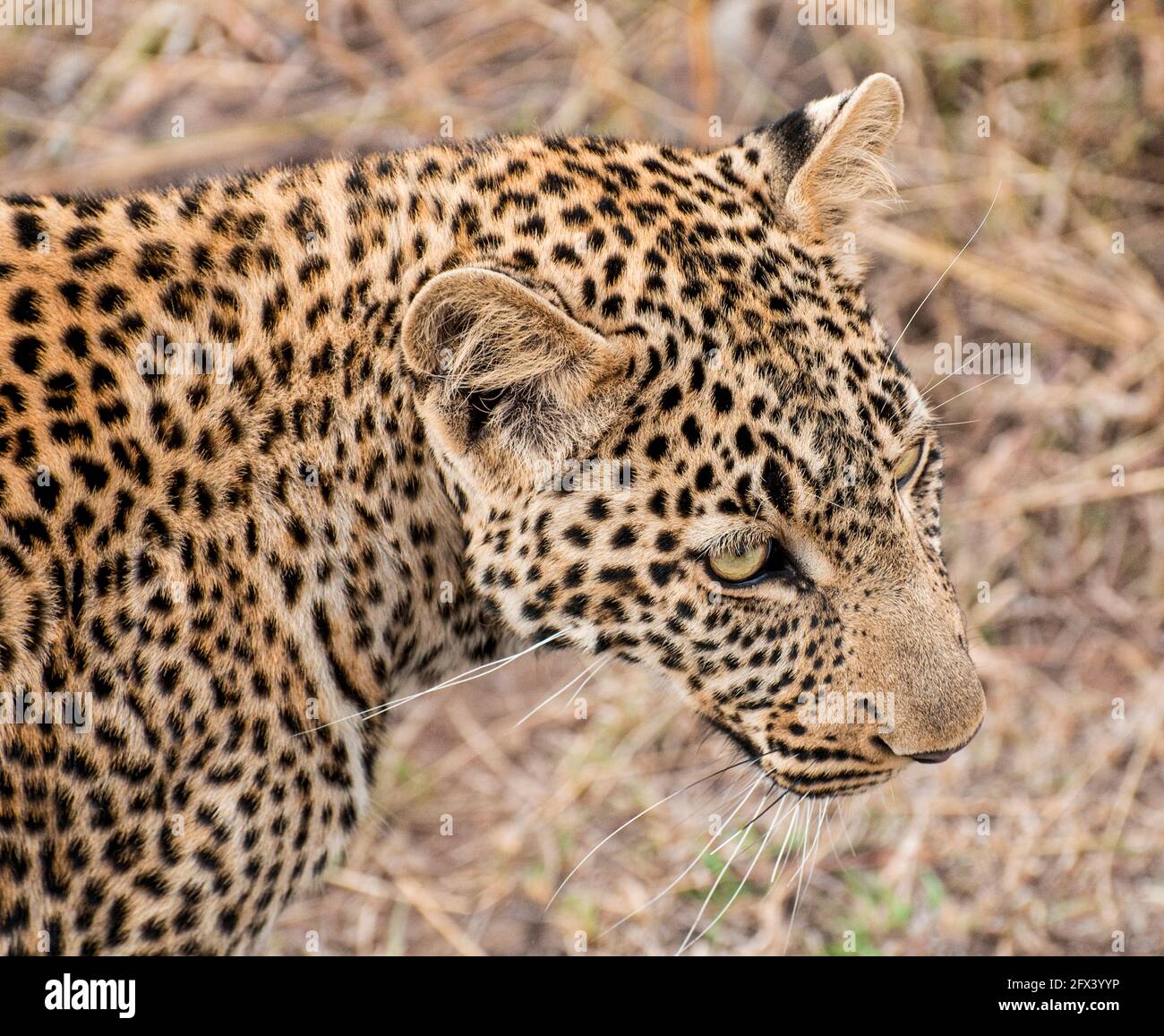 Habitat of leopard hi-res stock photography and images - Alamy