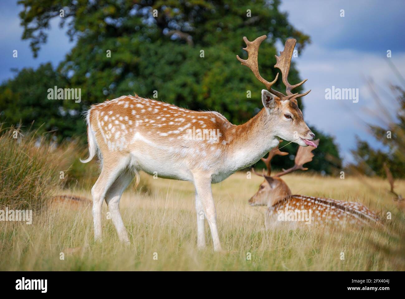 Visit deer hi-res stock photography and images - Alamy
