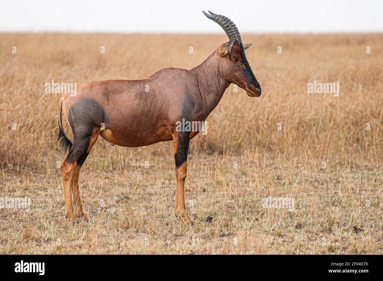 Antelope natural horns hi-res stock photography and images - Alamy