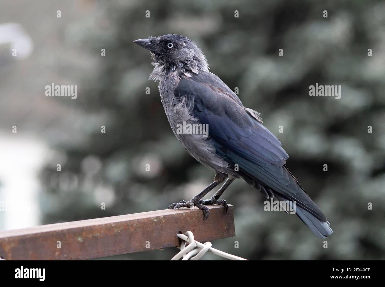 Grey crow beak hi-res stock photography and images - Alamy