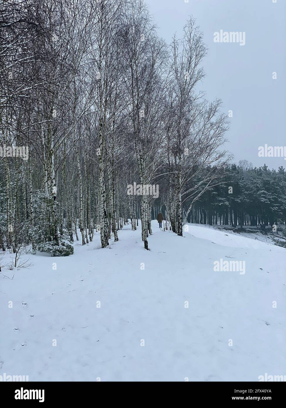 Birch trees on the hill - Bydgoszcz, Poland Stock Photo - Alamy