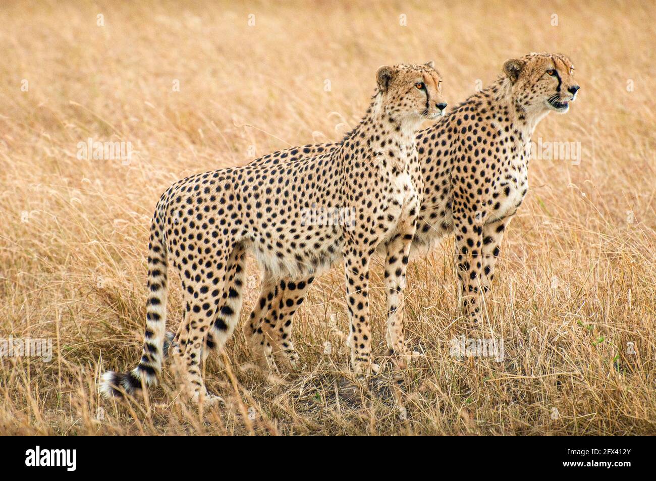 Cheetahs natural habitat hi-res stock photography and images - Alamy