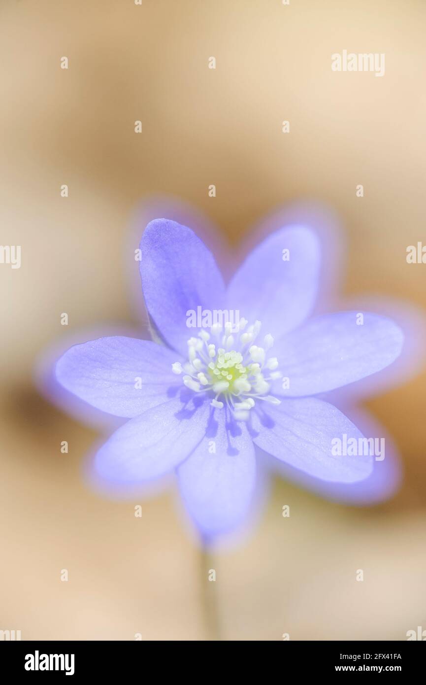 Hepatica drawing hi-res stock photography and images - Alamy