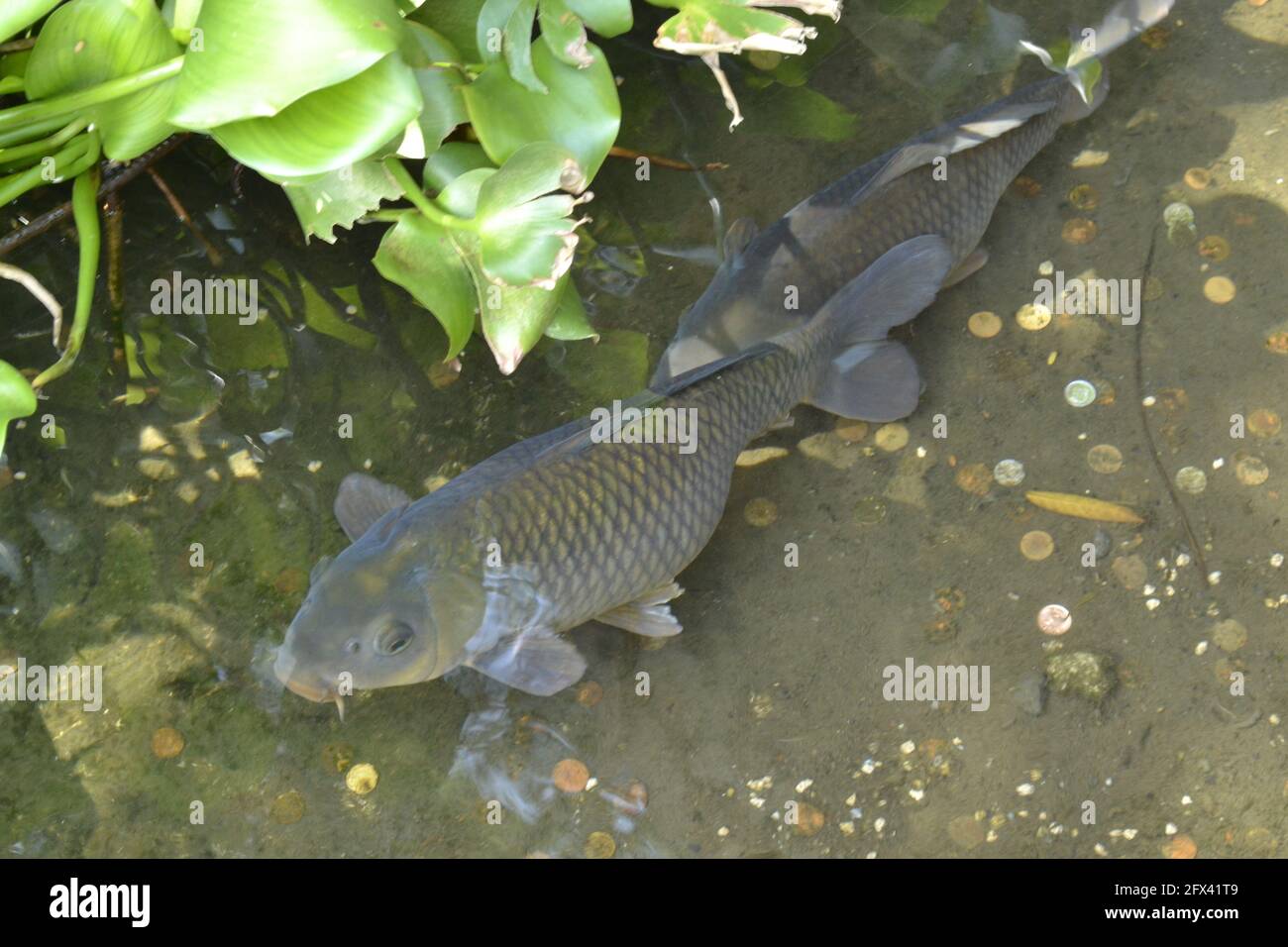 Indian Pond Fish