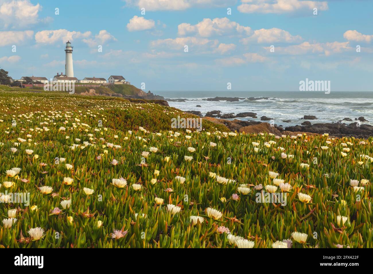 Blooming sea fig Carpobrotus edulis with the Pigeon Point Lighthouse in ...