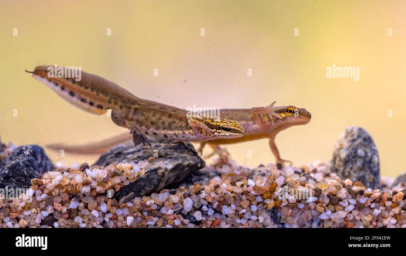 Adult female palmate newt lissotriton hi-res stock photography and ...