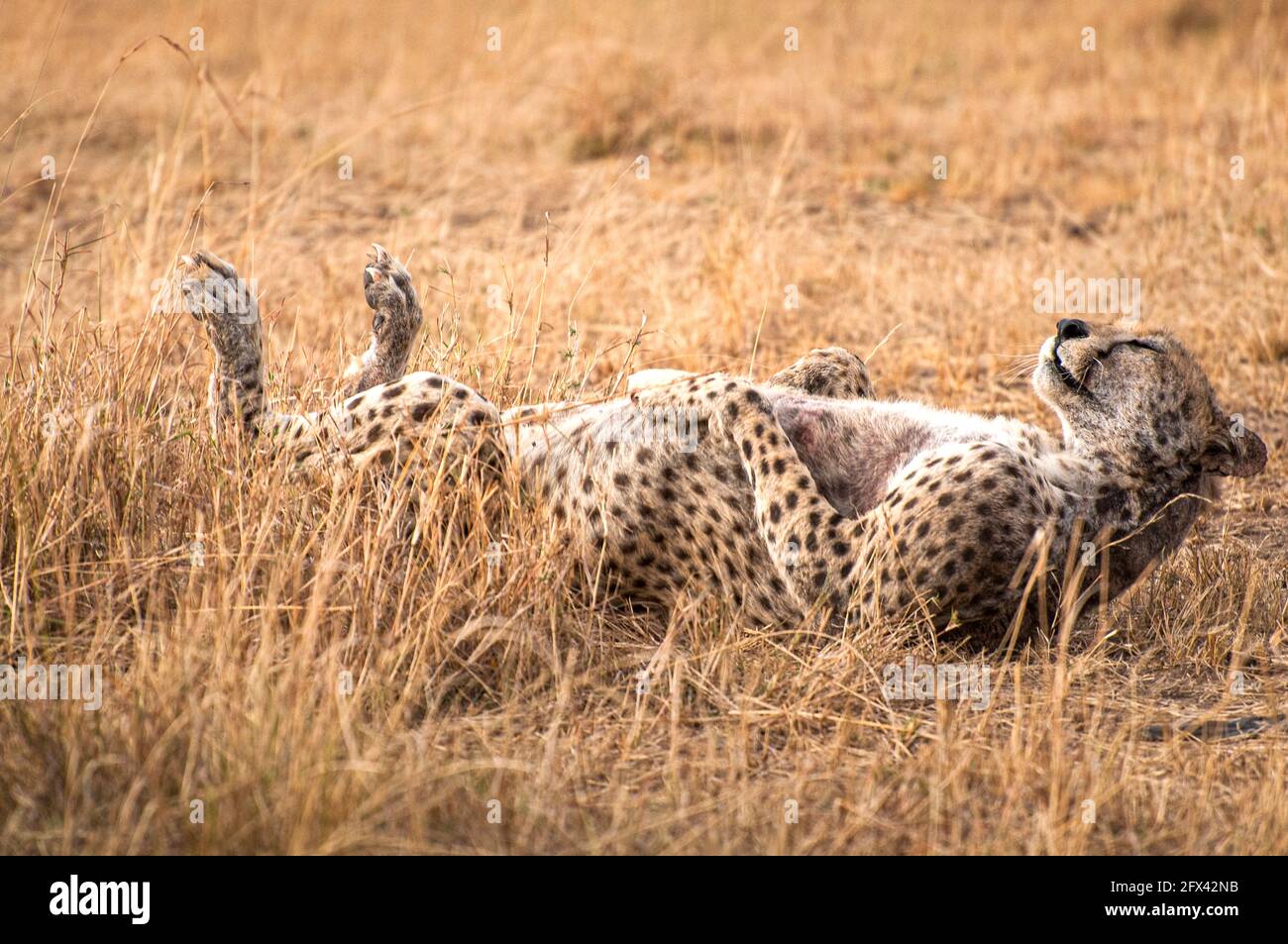 Cheetah in sun hi-res stock photography and images - Alamy