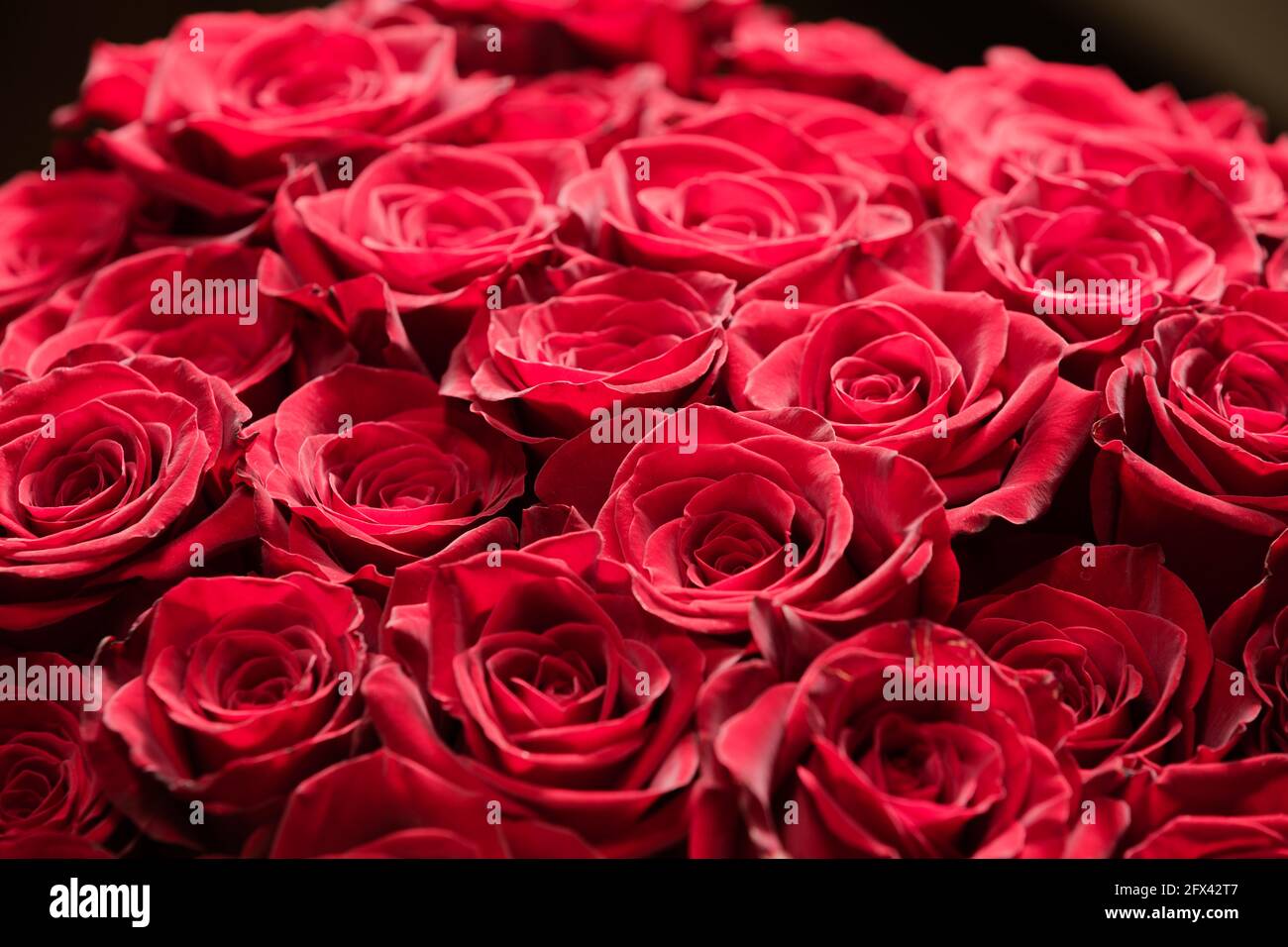 Natural background of dark red beautiful rose buds Stock Photo - Alamy