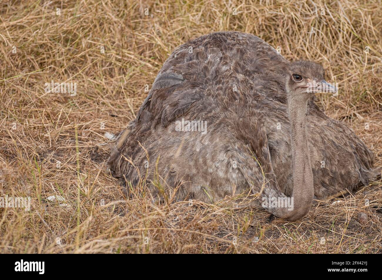 female ostrich sitting on her nest in the grass Stock Photo - Alamy