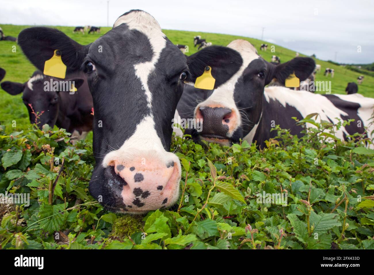 A curious spotted cows on a green field. Dairy cattle also called dairy ...